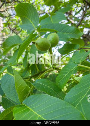 Juglans Regia Nut Italy Stock Photo - Alamy