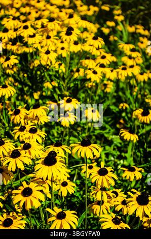 A Selective focus of a Black-eyed Susan flower in afield Stock Photo ...