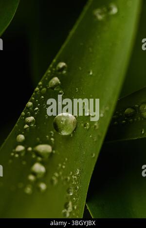 Macro photography of wet foliage after rain. Nature background. Vintage ...