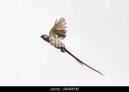 A beautiful long tailed Speckled Mousebird leaping in the air as it is ...