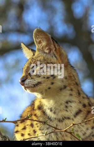 Serval resting on a tree in natural habitat with blurred background ...