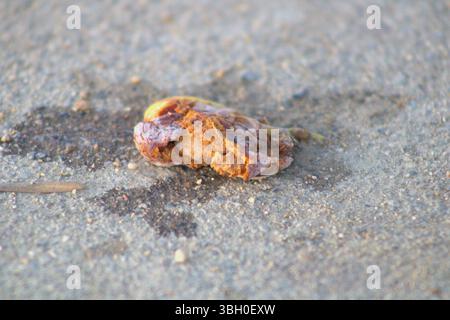 squashed berries fallen from tree on ground Stock Photo - Alamy