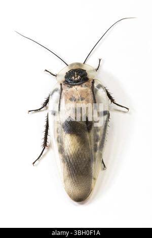 Cockroach isolated on white background Stock Photo - Alamy