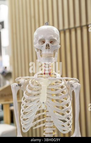 Detailed anatomical skeleton model in a seated position displaying ...