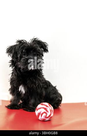 black Yorktese puppy on white background with copy space. Breed from ...