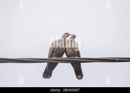 Two Dusky Turtle Doves showing affection during a mating ritual involving something resembling a ...