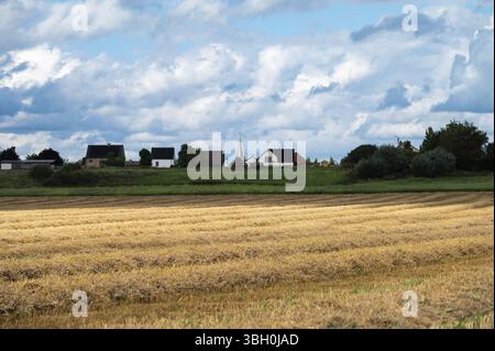 Golden wheat field at the Flemish countryside in Ramskapelle, Knokke ...