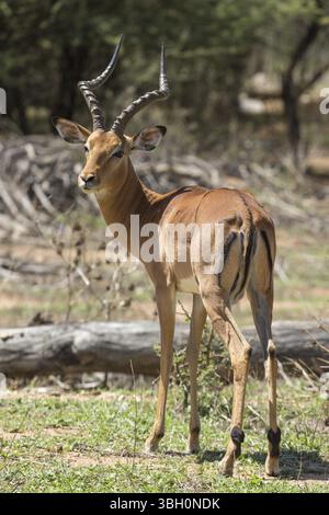 Impala at the Mokolodi Nature Reserve in Botswana Stock Photo - Alamy