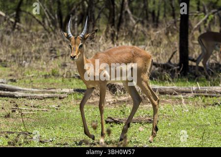 Impala at the Gaborone Game Reserve in Gaborone, Botswana, Africa Stock ...