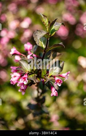 Weigela florida 'Purpurea' Stock Photo - Alamy
