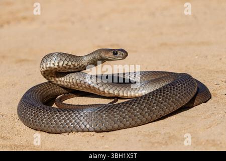 Australian Highly venomous Eastern Brown Snake in striking position ...