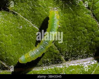 Imported Currantworm, Euura ribesii, Herb wasp, caterpillar, larva on ...