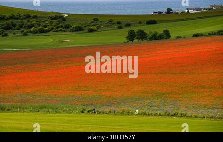 June Poppy fields on the south downs along Ditchling road Brighton ...
