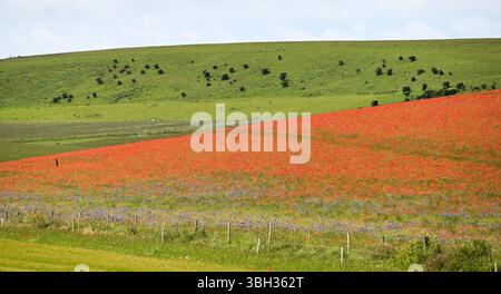 Brighton UK 7th June 2025 - A beautiful view of a field of poppies at ...