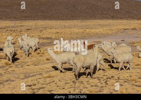 Alpacas (Lama pacos) in Reserva nacional de Salinas y Aguada Blanca ...