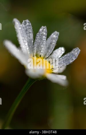 A closeup shot of a yellow daisy flower Stock Photo - Alamy