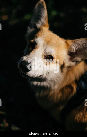corgi fluffy close up portrait with his toy at the outdoor Stock Photo ...