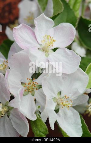 Apple, Malus domestica 'Fiesta'. Close view of two small apples forming ...