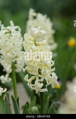 Hyacinth orientalis Gypsy Princess displaying characteristic creamy ...