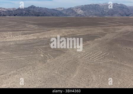 The Lizard image of Nazca lines, Peru Stock Photo - Alamy
