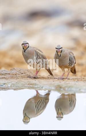 Chukar chicken, Chukar stone chicken, (Alectoris chuka), animals ...
