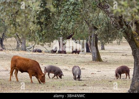 Iberian pig, Cerdo Iberico, Porco iberico, Iberian Pig, domestic cattle ...