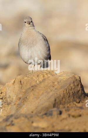 Arabian desert partridge, (Ammoperdix heyi), Arabian desert partridge ...