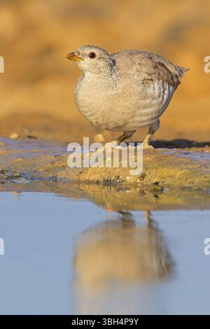 Arabian desert partridge, (Ammoperdix heyi), Arabian desert partridge ...