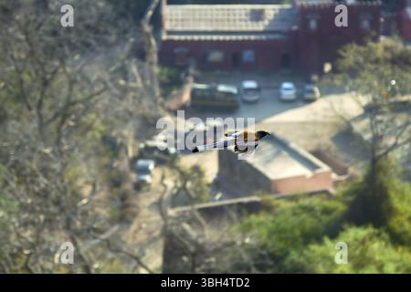 Indian birds. The Rufous Treepie (Dendrocitta vagabunda) in flight ...
