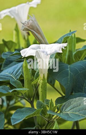 Close up of blossom of a white brugmansia arborea flower, also called ...