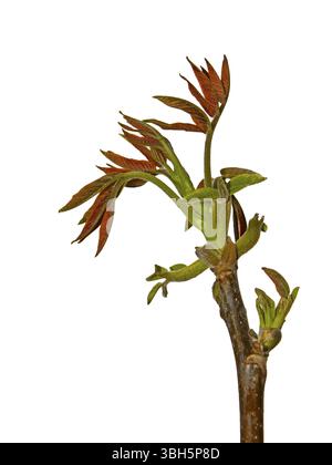 Sprout of a young walnut, isolated on white background Stock Photo - Alamy