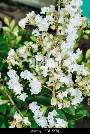 Crape myrtle flowers are in full bloom in Huai'an City, east China's ...