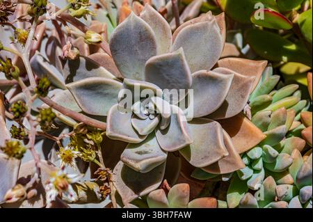 Echeveria is a genus of succulent plants belonging to the Crassulaceae ...