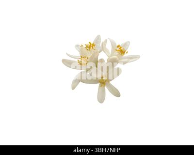 Spring blossom of aromatic white orange tree flowers close up Stock ...