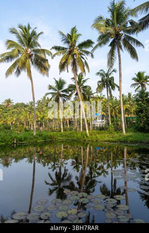 Lush palm trees near a calm river under a bright blue sky. Ouarzazate ...