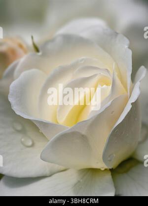 A yellow, white and pink Creamy drops skincare cream product lotion on ...