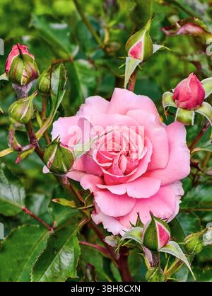 Pink rose surrounded by dreamy golden yellow bokeh, romantic floral ...
