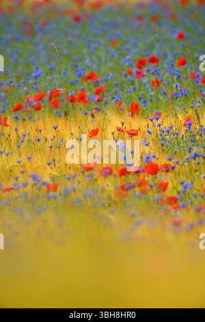 Uckermark GER, Deutschland, 20250508,Uckermark, Landschaftsaufnahme ...