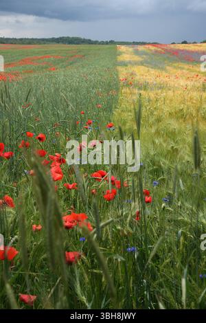 Uckermark GER, Deutschland, 20250508,Uckermark, Landschaftsaufnahme ...