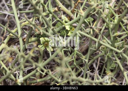Nara plant (Acanthosicyos horrdus), food plant in the Namib Desert. The ...