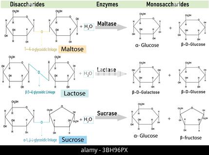 Chemical Illustration of Disaccharides. Maltose, Sucrose And Lactose ...