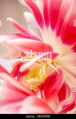 Detailed macro shot showcases a tulip flower. Its petals are white with ...