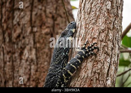 Big goanna in a tree Stock Photo - Alamy