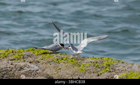 Common tern fishing to feed young in the ocean Stock Photo - Alamy