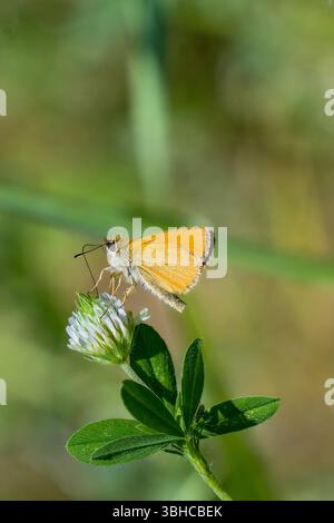 Strandja mountians Bulgaria 9th June 2025 : Bees ,Butterflies, Moths ...