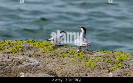 Common tern fishing to feed young in the ocean Stock Photo - Alamy