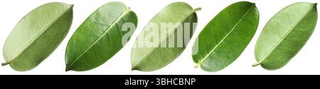 Many green leaves isolated on white, set Stock Photo - Alamy