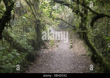 Path through Cloud forest cloudforest with mist Monteverde, Costa Rica ...