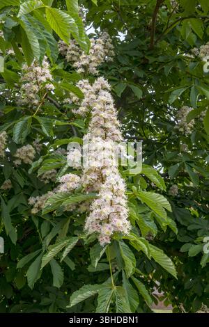 Panicles of horse chestnut tree in bloom, Castanea flowers in spring ...