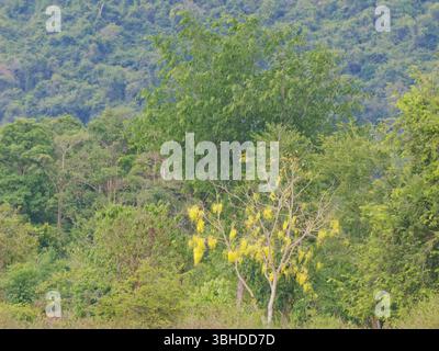 Golden Shower Tree Cassia fistula the official tree of Kerala in full bloom Stock Photo - Alamy